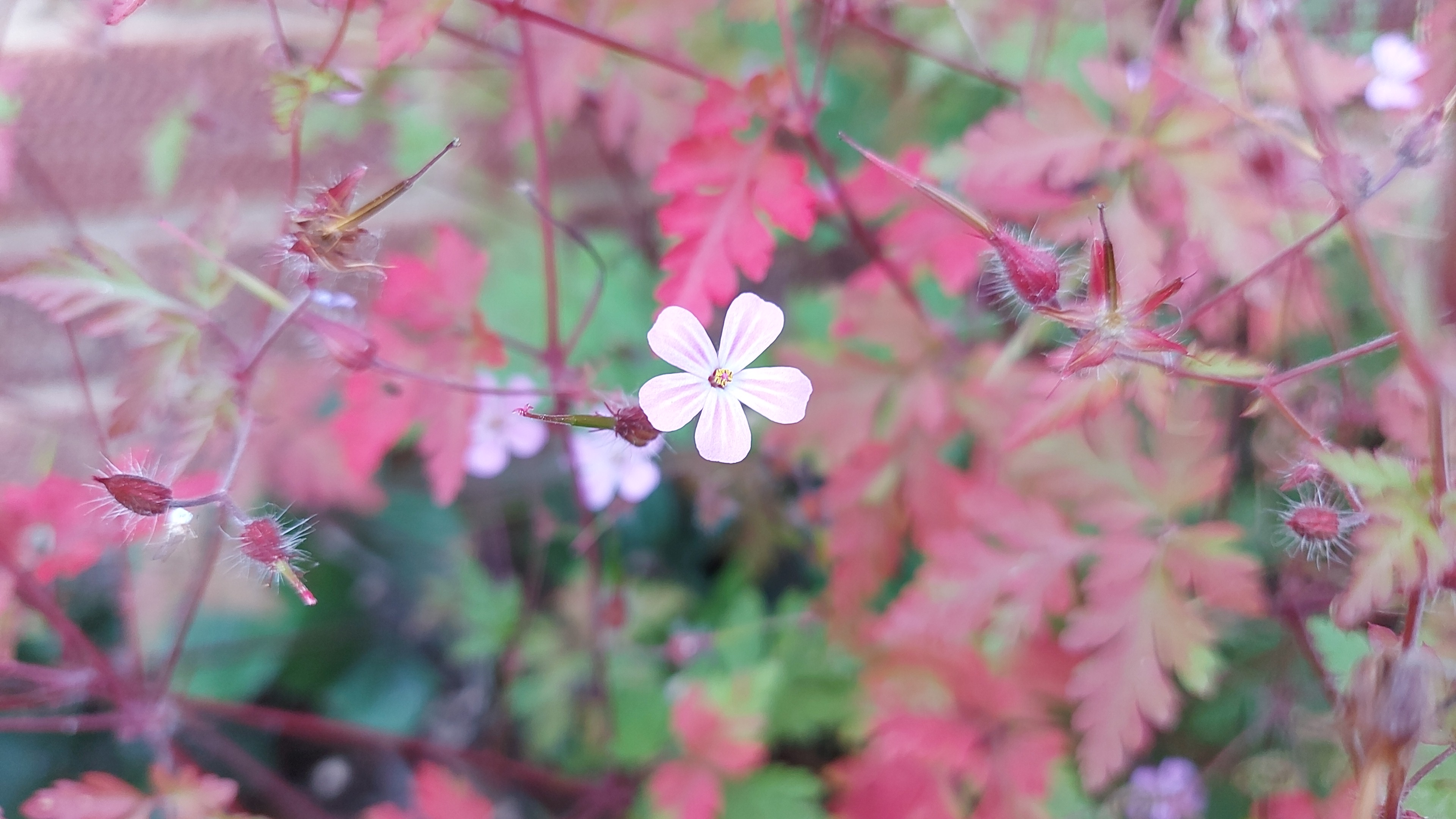 3 Types of geranium and trailing bellflower – ROADS WE TRAVEL AND ...
