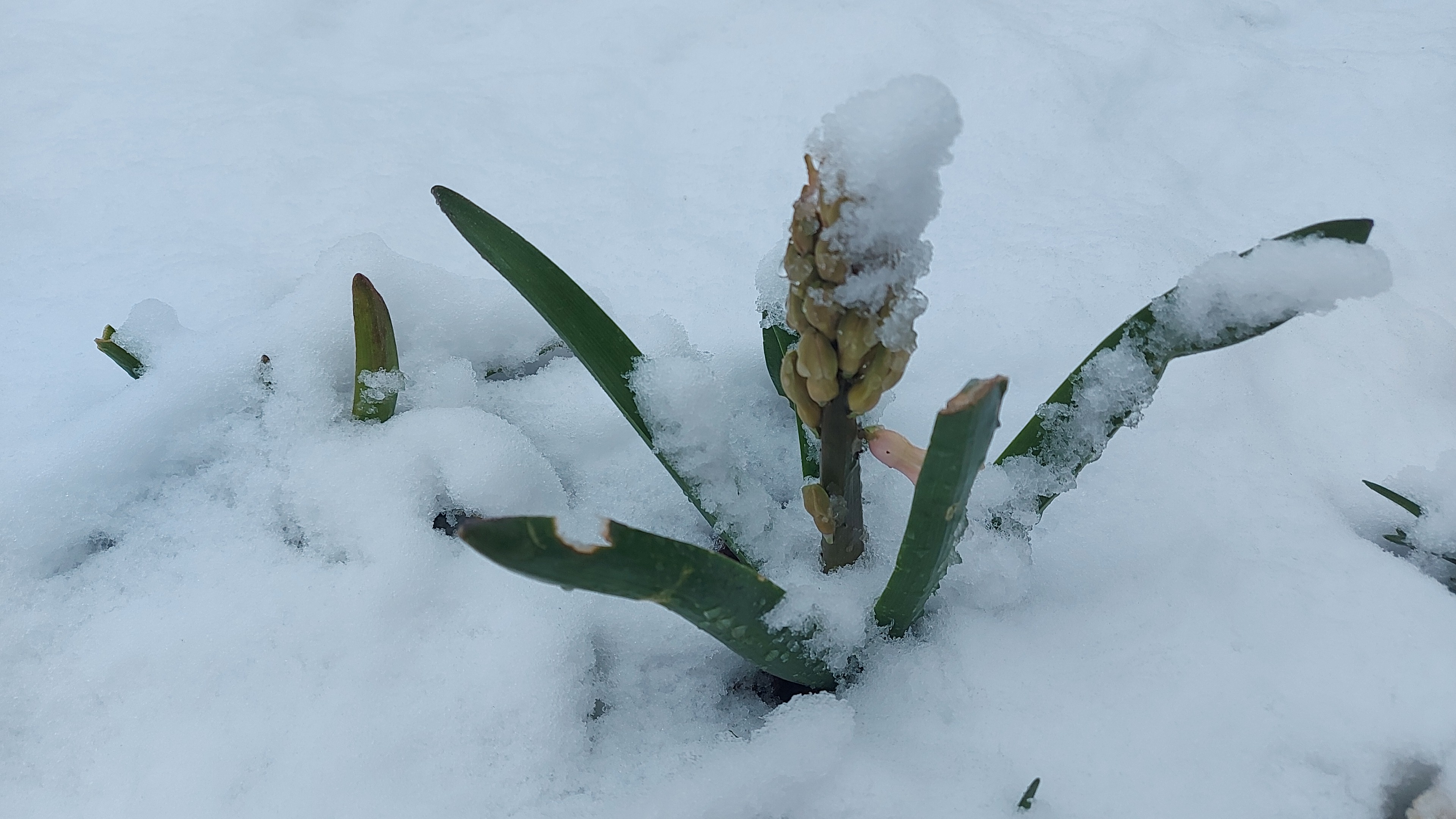 Cardoon, daffidol bud and hyacynth in snow. – ROADS WE TRAVEL AND ...