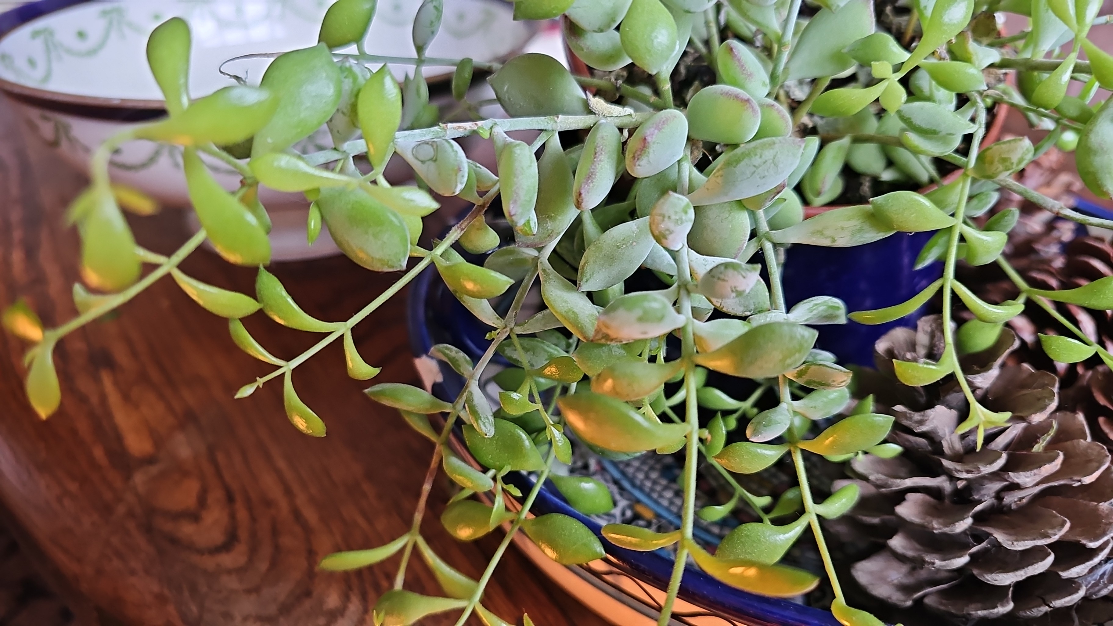 Cotyledon/Aakula draxa mokka and, curio herreanus – ROADS WE TRAVEL AND ...