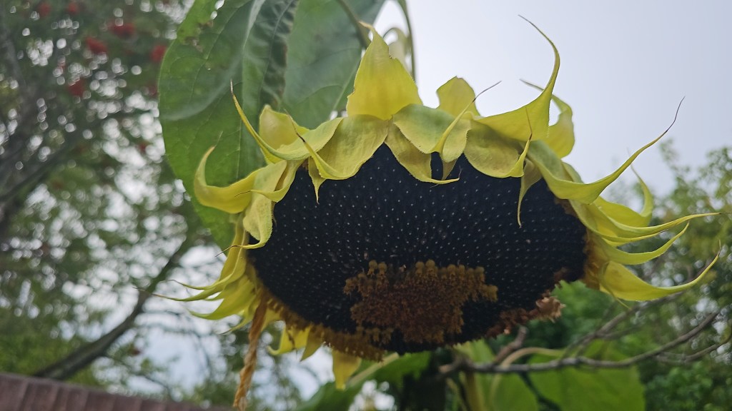 Sunflowers and small round yellow plums.⁹ – ROADS WE TRAVEL AND ...